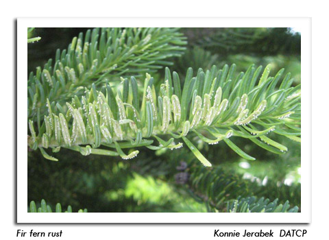 Wisconsin Pest Bulletin