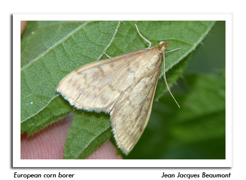 European Corn Borer Moth