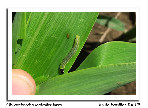 Wisconsin Pest Bulletin