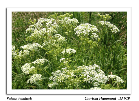 Wisconsin Pest Bulletin